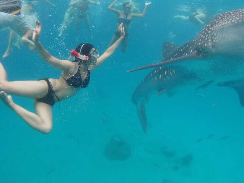 Cebu Whale Shark Swimming & Kawasan Canyoneering Group Tour - Who Will Love This Tour?