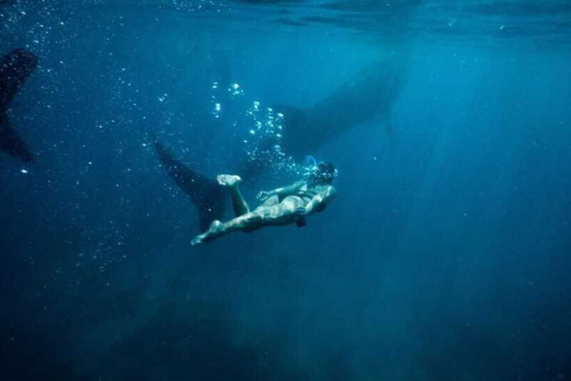 Cebu Whale Shark Swimming & Kawasan Canyoneering Group Tour - FAQ