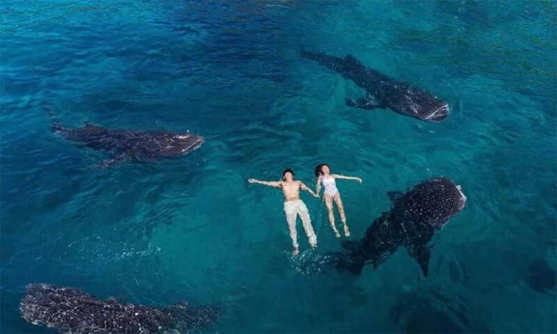 Cebu: Whale Shark, Tumalog, and Moalboal Tour - Authentic Experiences and Traveler Feedback