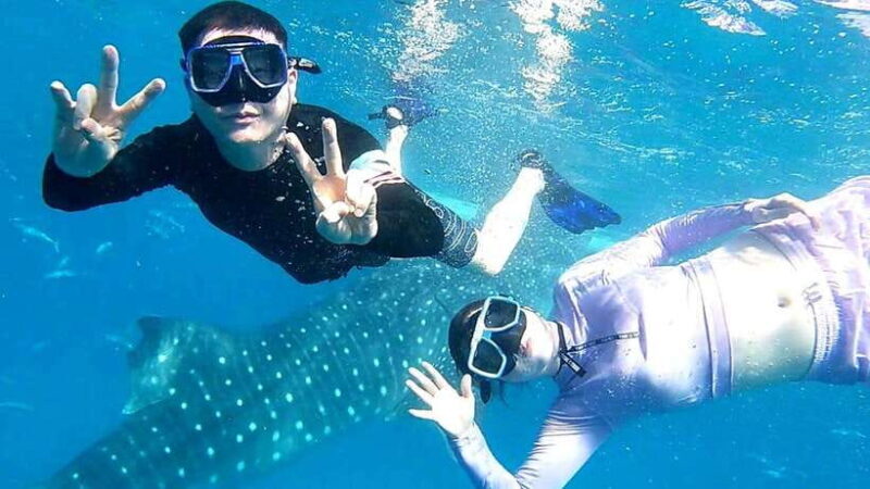 Cebu: Whale Shark, Tumalog Waterfall, and Moalboal Tour - Introduction: What to Expect from the Tour