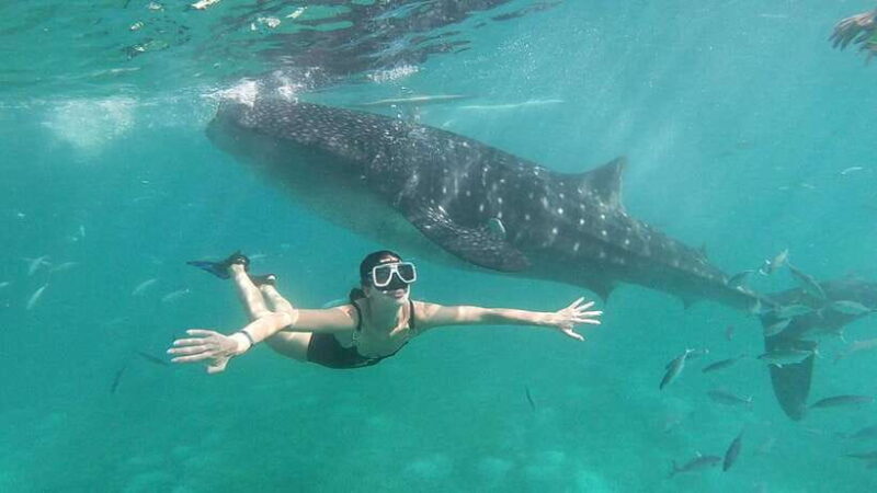 Cebu: Whale Shark, Tumalog Waterfall, and Moalboal Tour - Details That Matter