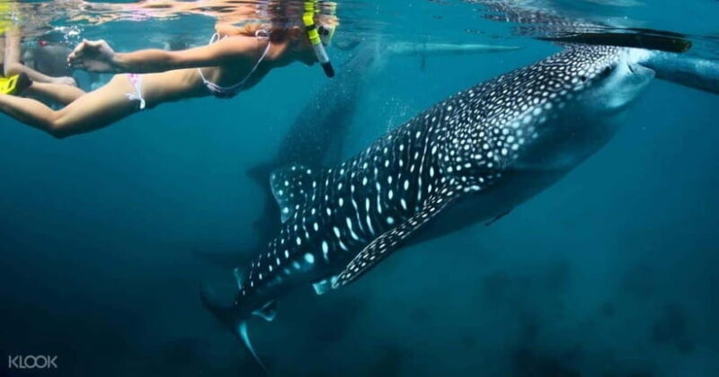 Cebu: Whale Shark Watching and Canyoneering Group Tour - Who is This Tour Best For?