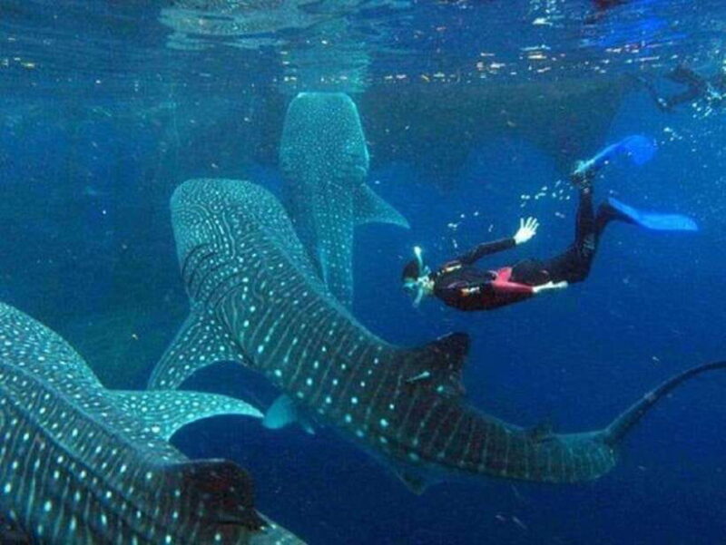 Cebu: Whale Shark Watching and Canyoneering Group Tour - Final Thoughts