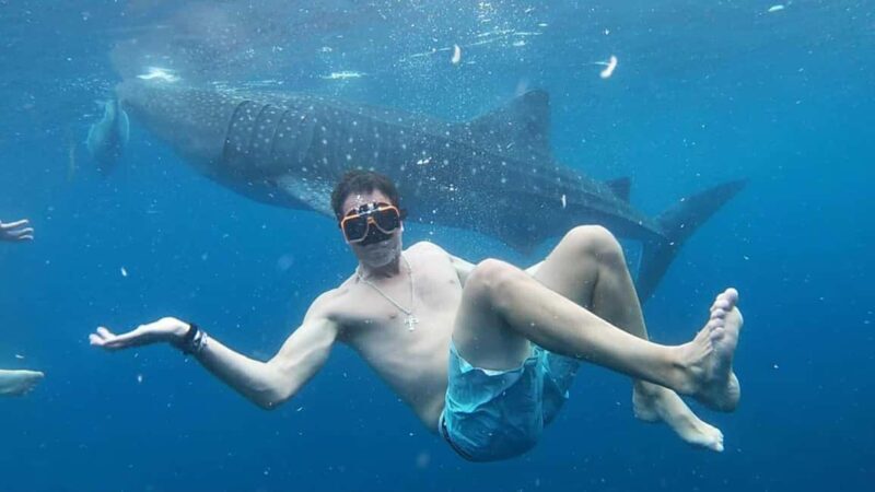 Cebu: Whale Shark Watching & Heritage Tour with Dive Option - Key Points