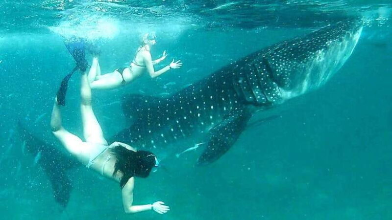 Cebu: Whale Sharks, Ka-Treasure Water Terraces & Simala Tour - An In-Depth Look at the Tour Experience