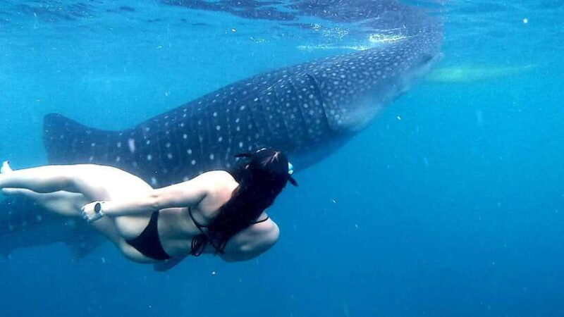 Cebu: Whale Sharks, Ka-Treasure Water Terraces & Simala Tour - FAQ