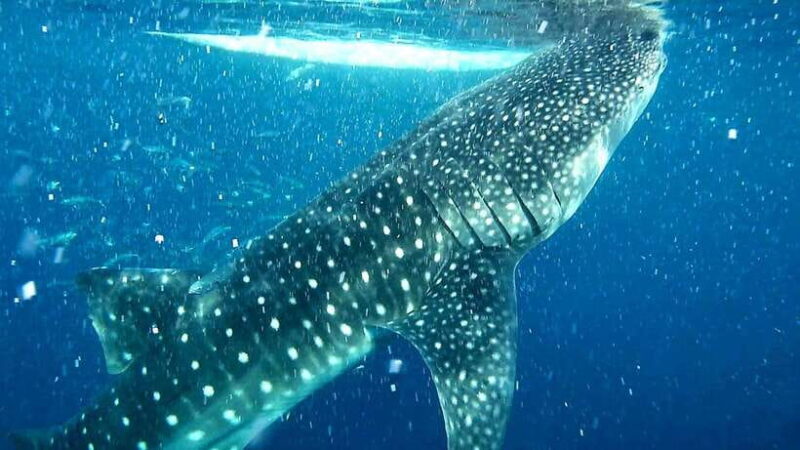 Cebu: Whale Sharks, Kawasan Falls, & Sardines Run Snorkeling - Key Points