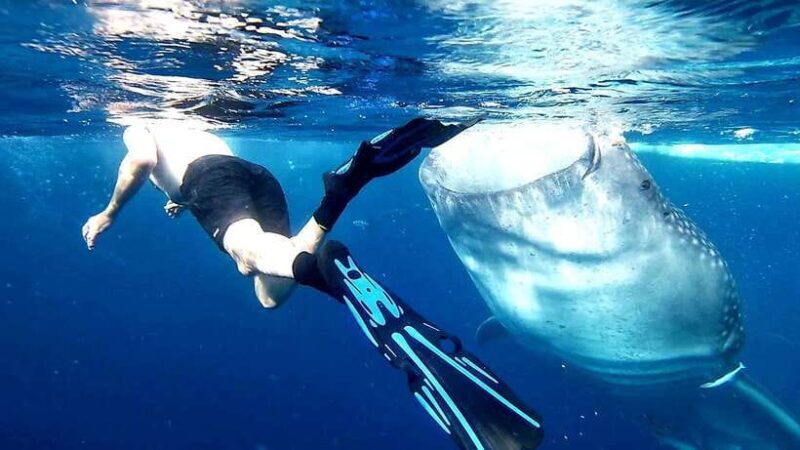 Cebu: Whale Sharks, Kawasan Falls, & Sardines Run Snorkeling - Authentic Experiences and Practical Tips