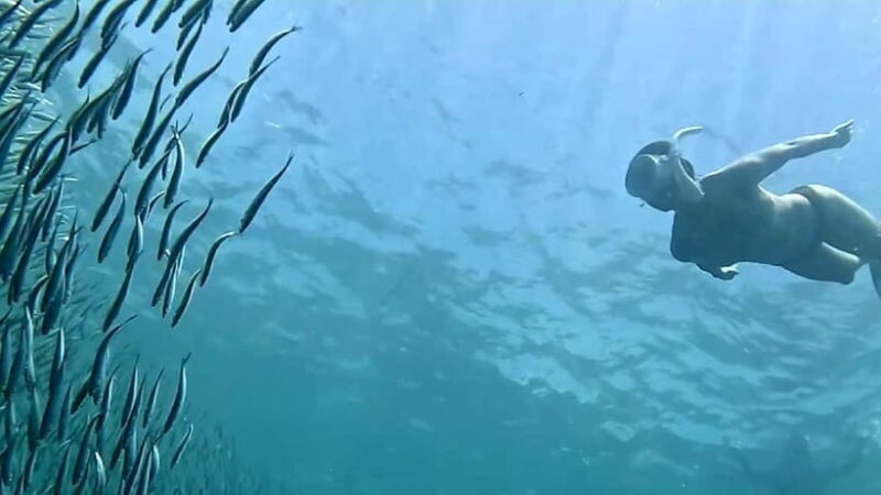 Cebu: Whale Sharks, Kawasan Falls, & Sardines Run Snorkeling - The Sum Up: Who Should Consider This Tour?