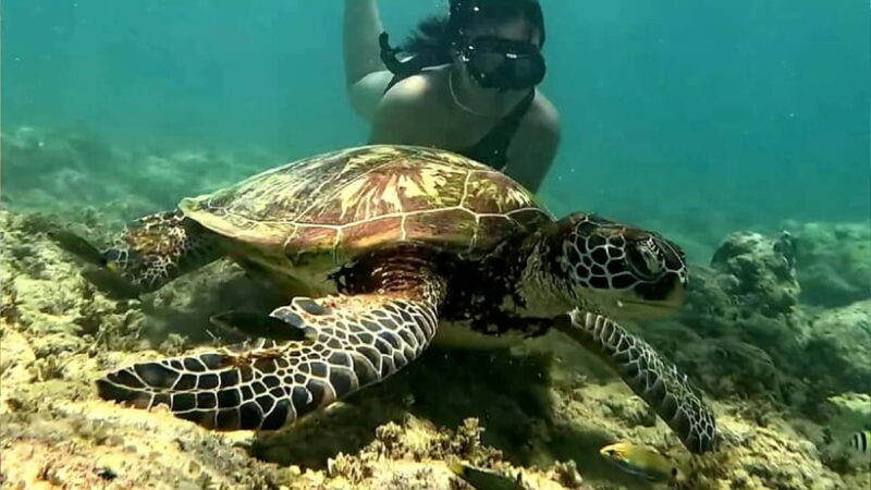 Cebu: Whale Sharks, Kawasan Falls, & Sardines Run Snorkeling - FAQs