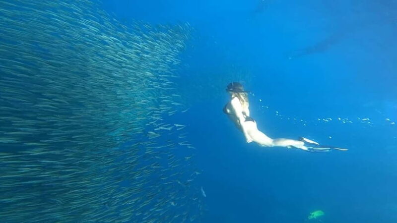 Cebu: Whale Sharks, Kawasan Falls, & Sardines Run Snorkeling - Who Should Consider This Tour?