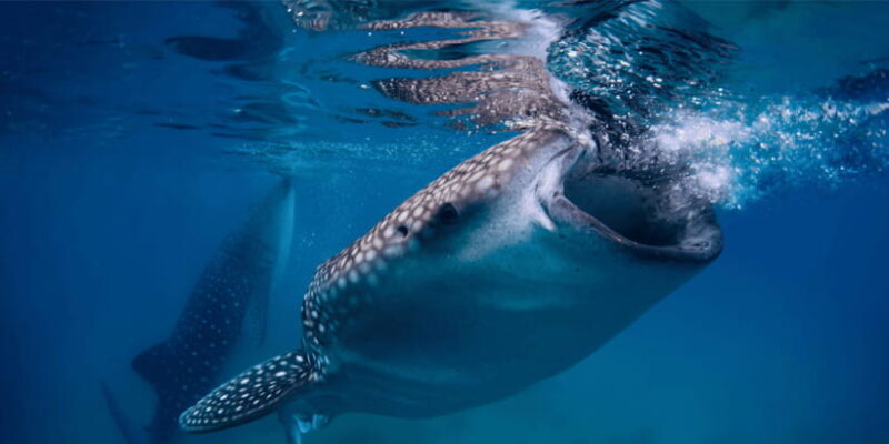 Cebu: Whale Sharks, Tumalog Falls, and Monkey Sanctuary Tour - The Highlight: Swimming with Whale Sharks