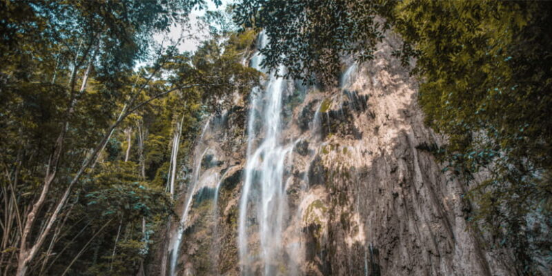 Cebu: Whale Sharks, Tumalog Falls, and Monkey Sanctuary Tour - Scenic Drive & Return