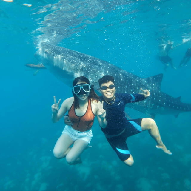 Cebu Whale Sharks Tumalog Falls Sumilon - Key Points