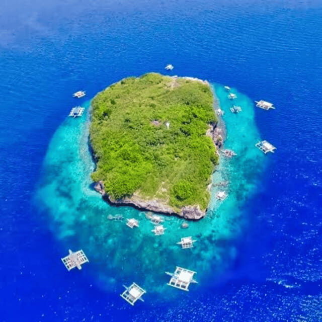 Cebu Whale Sharks Tumalog Falls Sumilon - FAQ