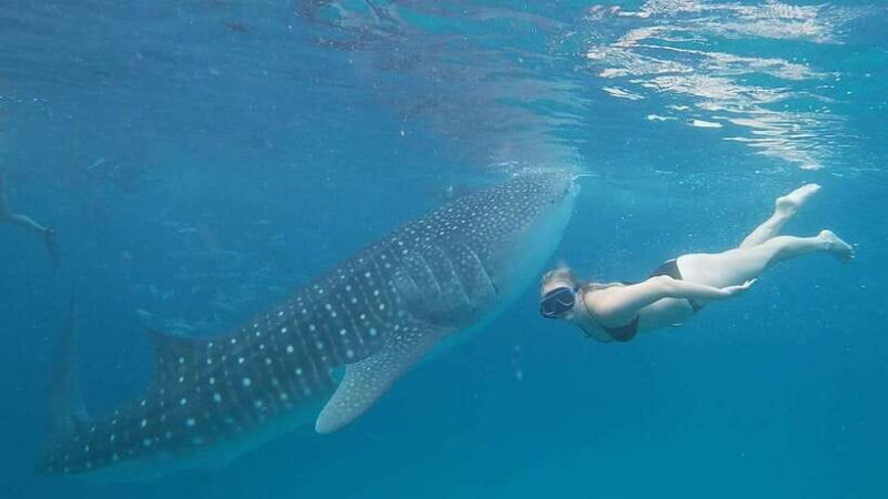 Cebu: Whaleshark Encounter, Tumalog Falls, & Monkey Viewing - Key Points