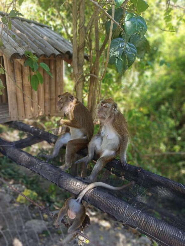 Cebu: Whaleshark Encounter, Tumalog Falls, & Monkey Viewing - Exploring Cebu’s Highlights: A More Detailed Look