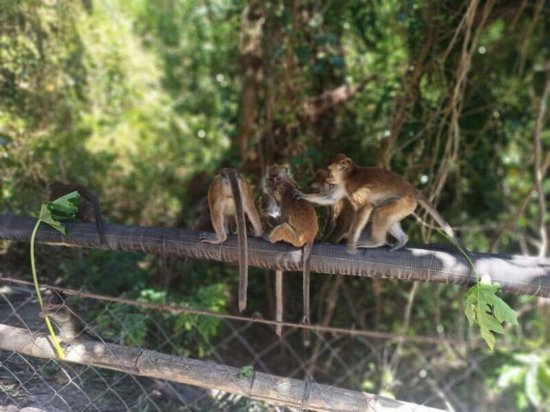 Cebu: Whaleshark Encounter, Tumalog Falls, & Monkey Viewing - Practical Details & What To Know