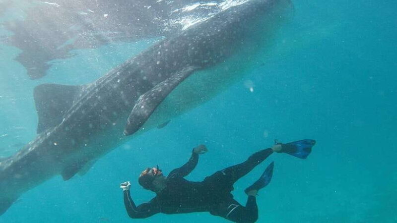 Cebu: Whaleshark Encounter, Tumalog Falls & Sumilon Sandbar - A Detailed Look at the Tour Experience