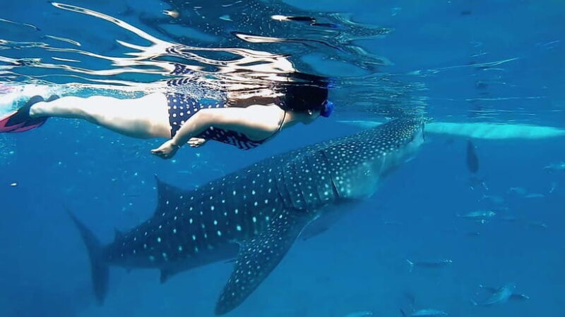 Cebu: Whaleshark Swimming & Kawasan falls Canyoneering Tour - Key Points