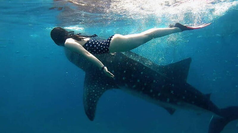 Cebu: Whaleshark Swimming & Kawasan falls Canyoneering Tour - Introduction: Why This Tour Captures Cebu’s Spirit