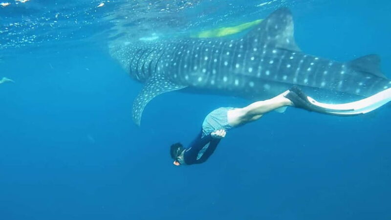 Cebu: Whaleshark Swimming & Kawasan falls Canyoneering Tour - The Sum Up: Who Is This Tour Best For?