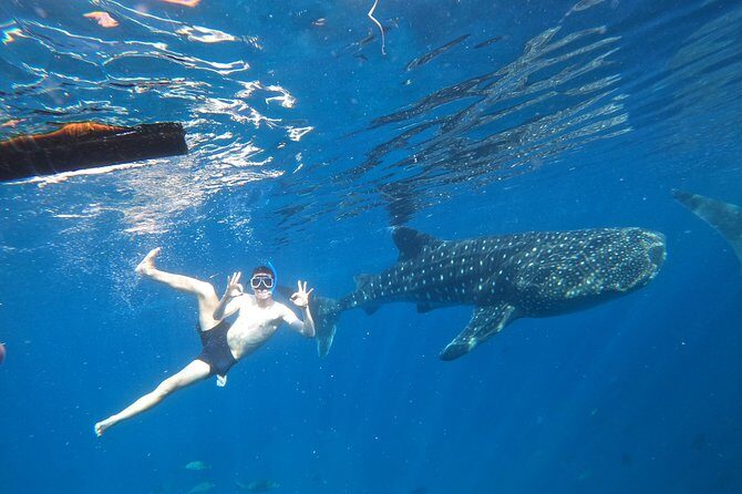 Cebu Whaleshark Tour - Key Points