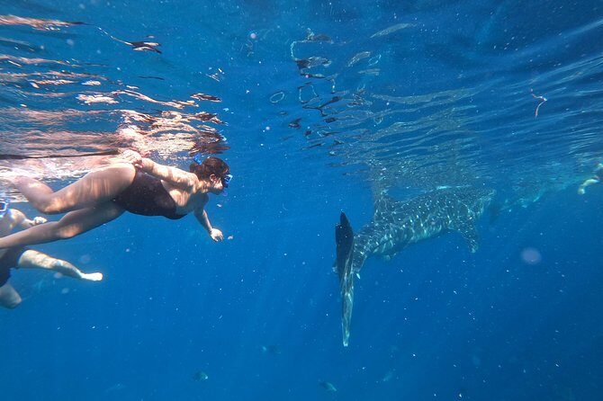Cebu Whaleshark Tour - Transportation, Timing, and Group Size