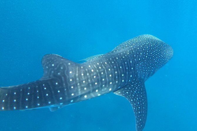 Cebu Whaleshark Tour - Authentic Travelers’ Perspectives