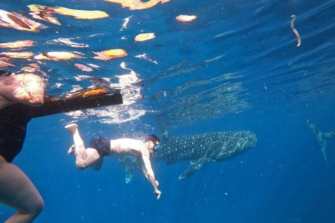 Cebu Whaleshark Tour - Who Should Consider This Tour?