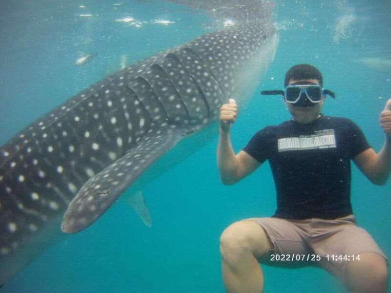 Cebu: WhaleShark , Tumalog Falls, & Sardine Run Snorkeling - Starting Your Adventure: From Pickup to Oslob