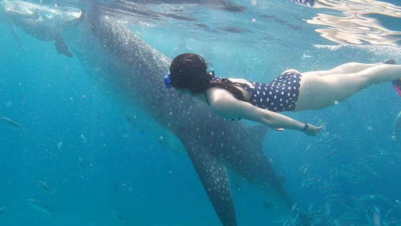 Cebu: WhaleShark , Tumalog Falls, & Sardine Run Snorkeling - Moalboal: Sardine Run & Sea Turtles