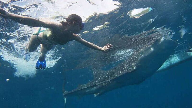 Cebu: WhaleShark , Tumalog Falls, & Sardine Run Snorkeling - Practical Details & Value