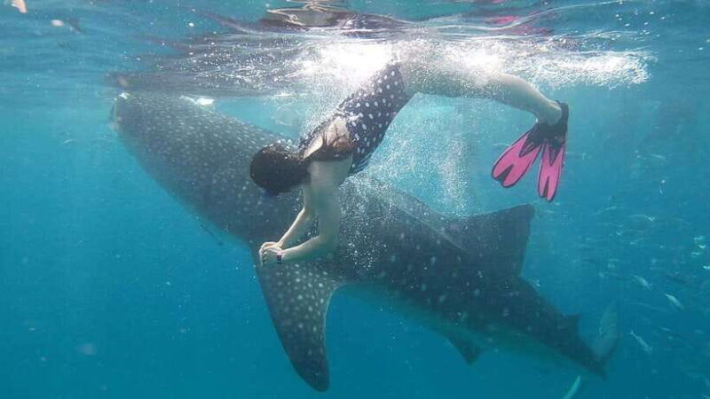 Cebu: WhaleShark , Tumalog Falls, & Sardine Run Snorkeling - Final Thoughts