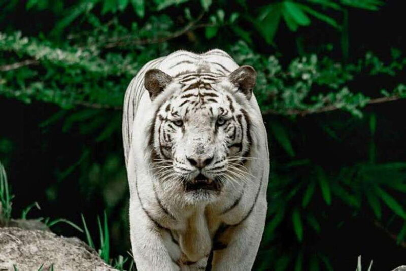 Cebu:Cebu Safari Adventure Park Day Trip - Key Points