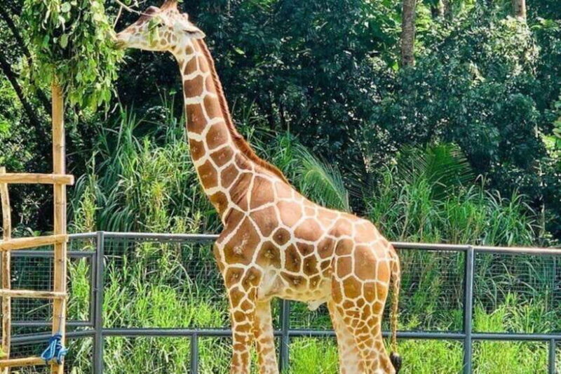 Cebu:Cebu Safari Adventure Park Day Trip - The Sum Up: Is it Worth Your Time and Money?