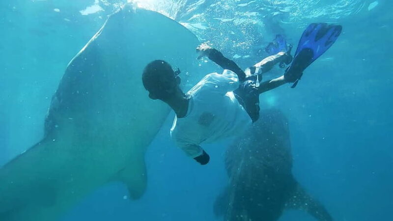 Cebu:Oslob Whale Shark Swimming & Kawasan Falls Canyoneering - Key Points