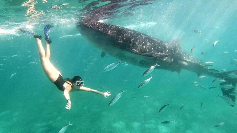 Cebu:Oslob Whale Shark Swimming & Kawasan Falls Canyoneering - A Deep Dive into the Experience