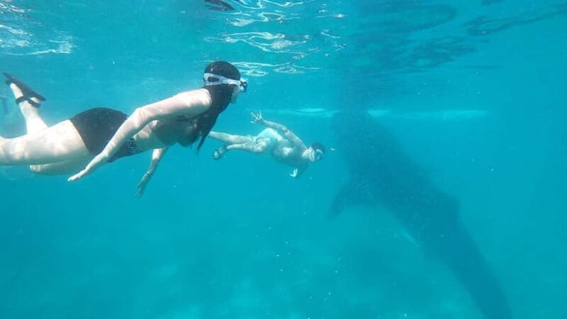 Cebu:Oslob Whale Shark Swimming & Kawasan Falls Canyoneering - FAQ