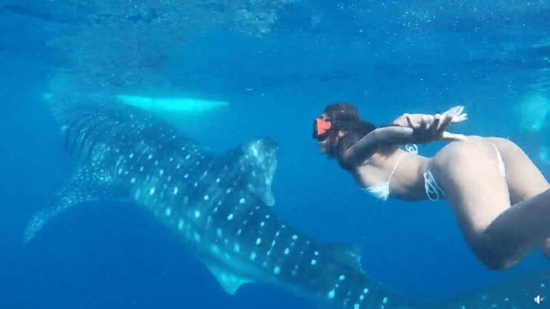 Cebu:Oslob Whales,Sumilon Island & Inambakan Falls Adventure - Key Points