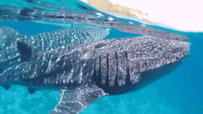 Cebu:Oslob Whales,Sumilon Island & Inambakan Falls Adventure - The Experience in Detail