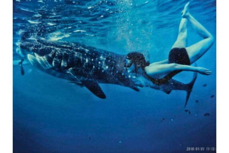 Cebu:Whale Shark, Waterfall, and Sardine Run Group Tour+Meal - Frequently Asked Questions