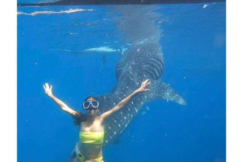 Cebu:Whale Shark, Waterfall, and Sardine Run Group Tour+Meal - Key Points