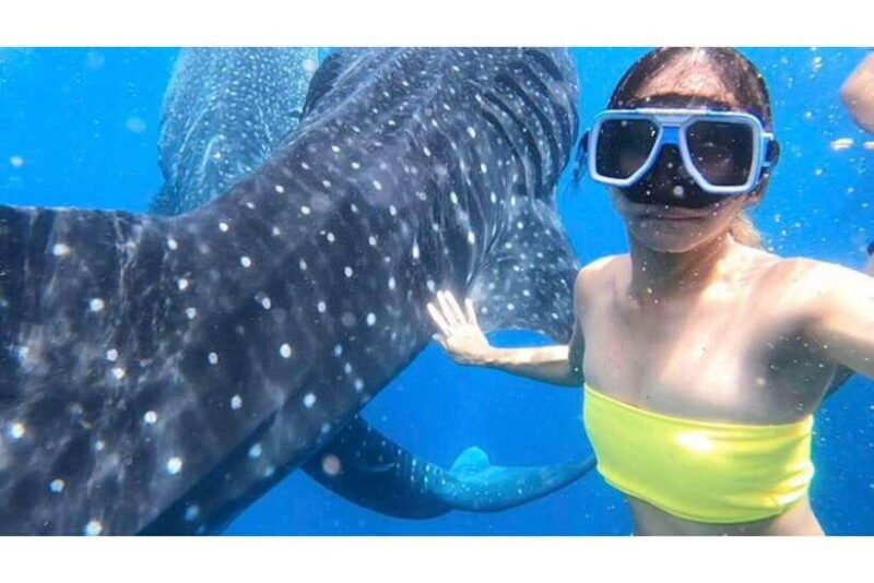 Cebu:Whale Shark, Waterfall, and Sardine Run Group Tour+Meal - A Practical Guide to the Cebu: Whale Shark, Waterfall, and Sardine Run Tour