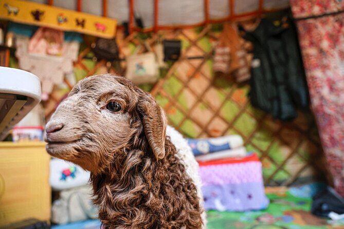 Celebrate Mongolias New Year the Nomadic Way - What Travelers Say