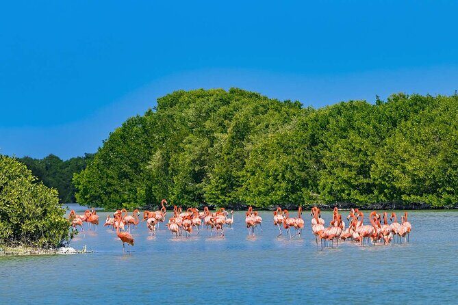Celestun Beach and Mangrove Boat Ride from Merida - FAQ
