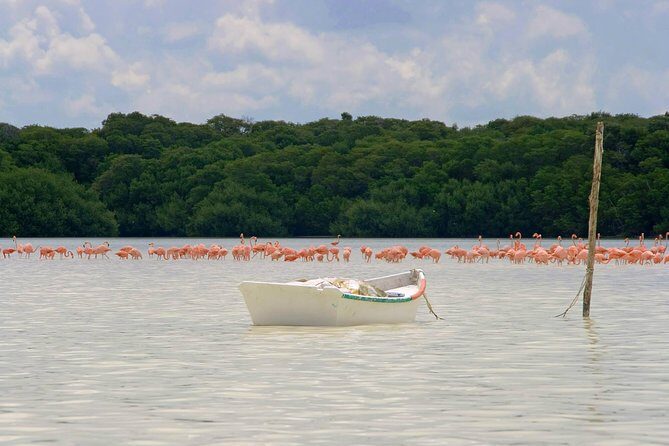 Celestun Biosphere Reserve Tour from Merida - FAQ