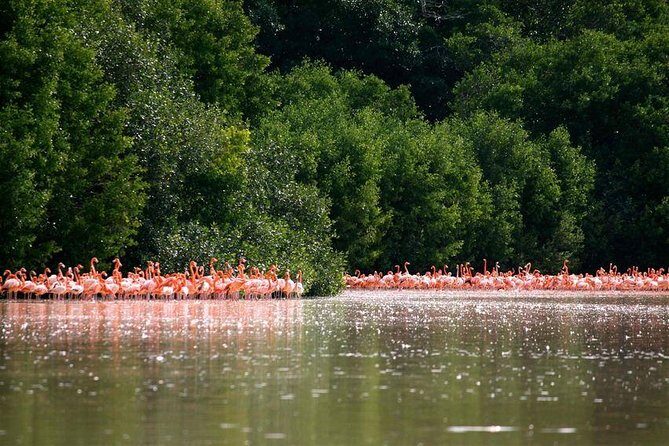 Celestun Biosphere Reserve Tour from Merida - In The Sum Up