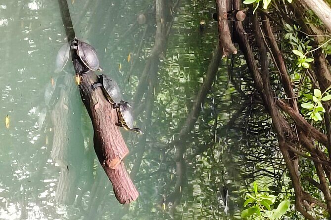 Celestun, Flamenco Adventure, from Merida - FAQ