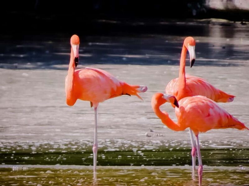 Celestún Flamingos, Beach, and Seafood Lunch Tour from Merida - The Sum Up: Who Will Love This Tour?
